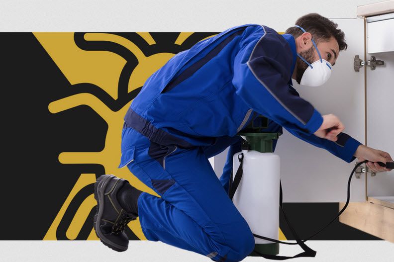 How Often Should Pest Control Visit? - Western Sydney Exterminators